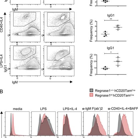 Regnase 1 Regulates B Cell Class Switching And Cell Growth A