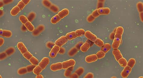 Detailed Microscopic View Of Enterococcus Bacteria Cells Arrangement