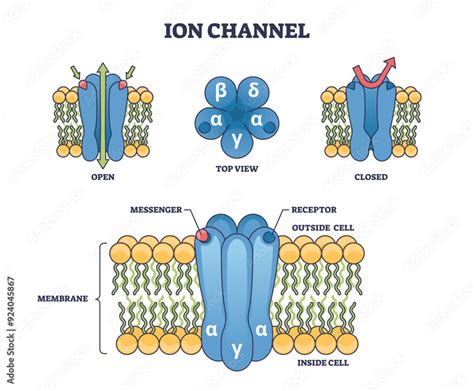 Ion Channels As Membrane Proteins With Pore Structure Outline Diagram Labeled Educational