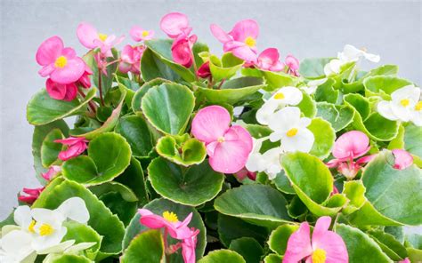 Wax Begonia Species Profile And Care Guide Plant Index