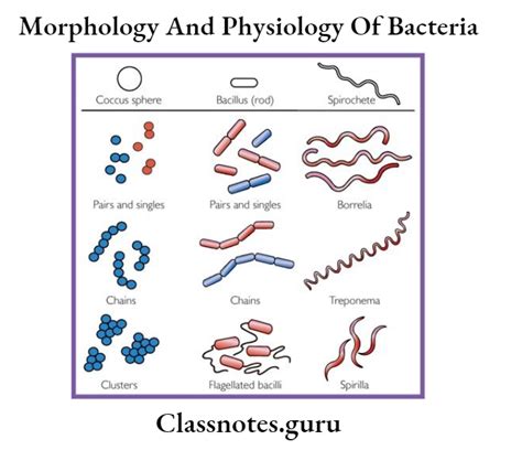 General Microbiology Archives Class Notes