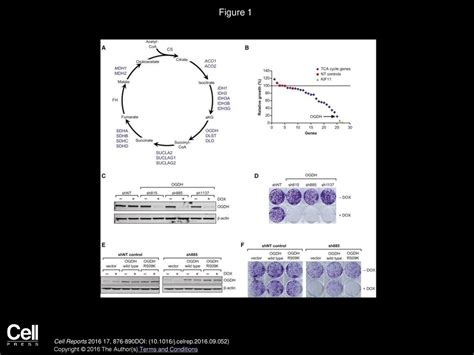 Volume 17 Issue 3 Pages October 2016 Ppt Download