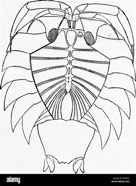 This Text Explores The Embryology Of The Pill Bug Oniscus Asellus Describing Its Anatomy And