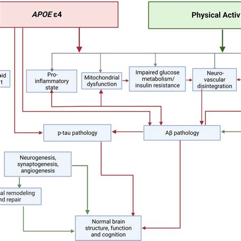 Hypothesised Associations Between Apolipoprotein E Gene Allele Download Scientific Diagram