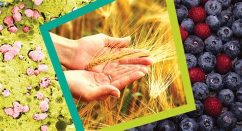 What Are Short Chain Fatty Acids Quadram Institute