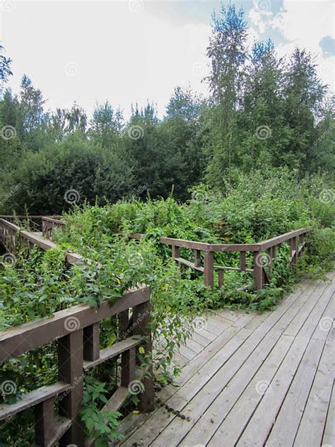 A Fork In A Wooden Eco Path Overgrown With Grass Among The Trees Stock
