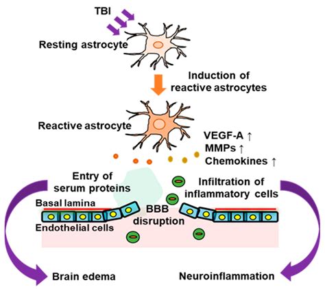 Endothelin Signaling At Cameron Malone Blog
