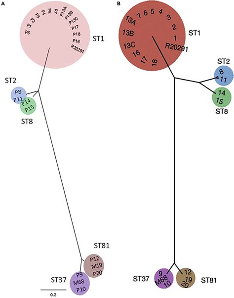 Comparison Of Phylogenetic Analysis Phylogenetic Maximum Likelihood Download Scientific Diagram