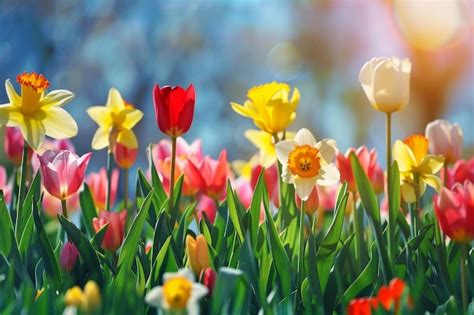 Premium Photo Flowers Sprawling In The Grass
