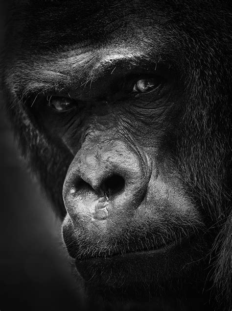 Animal Close Up Pictures Download Free Images On Unsplash