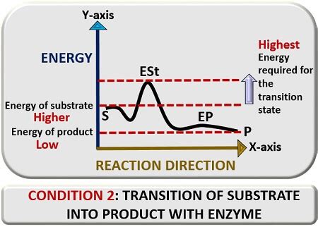 Active Site Of An Enzyme Definition Mechanism Characteristics Role Biology Reader