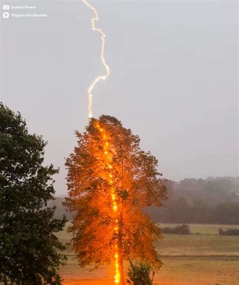Наглядное объяснение почему не стоит прятаться под отдельно стоящим деревом во время грозы