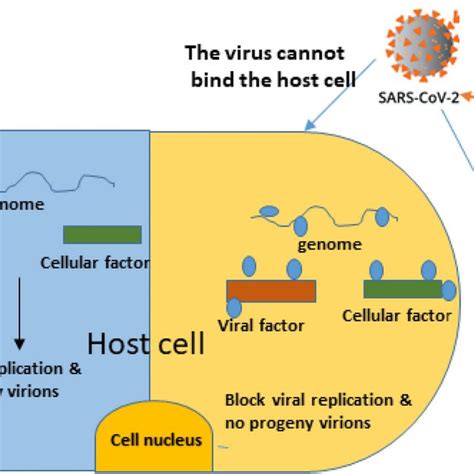 Schematic Representation Of Rt Qpcr Technique For Sars Cov 2 Virus