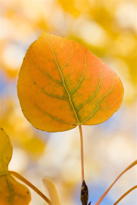 Kaibab Nf Fall Colors 2007 Aspen Leaf In Fall Color 10 3 … Flickr