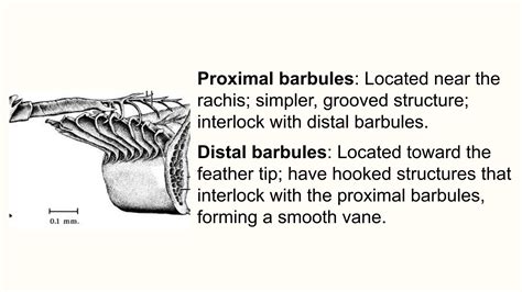 Avian Feathers Note On Structure Of Quill Feathers Types Of Feathers Pdf
