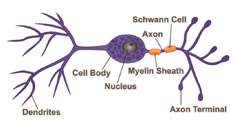 Bipolar Neuron Structure My Xxx Hot Girl