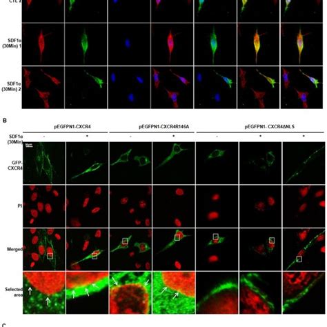 Psort Prediction Of Nuclear Localization Sequence Nls In Cxcr4 Download Table