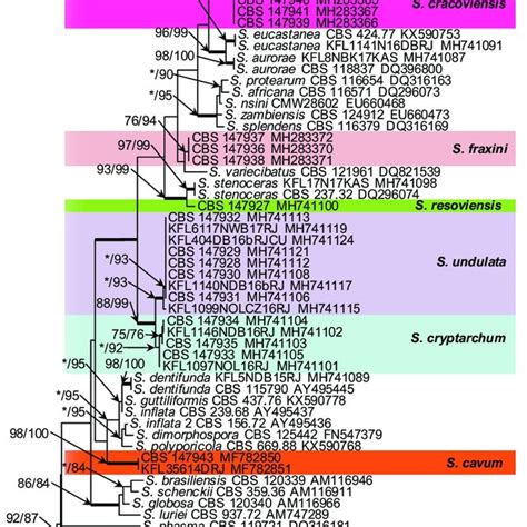 phylogram obtained from maximum likelihood ml analyses of βt data for