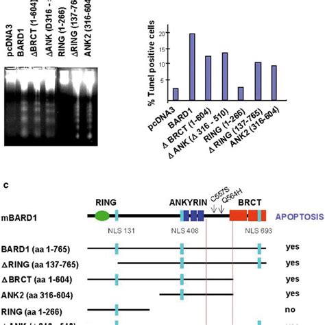 Mapping Of The Apoptotic Domain Of Bard1 Apoptosis Induction As