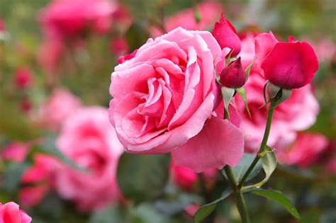 200 무료 예쁜꽃 And 장미꽃 이미지 Pixabay