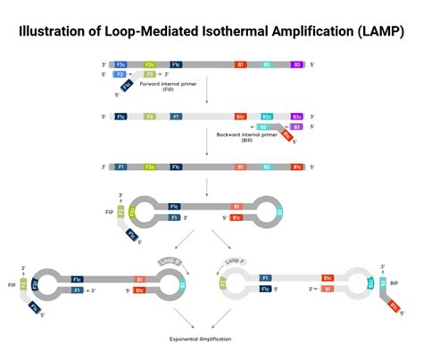 Isothermal Amplification Techniques Gain Momentum Meridian Bioscience