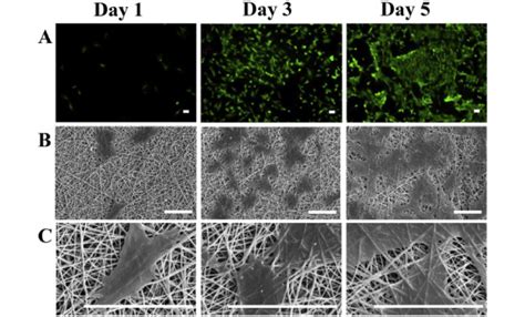 A Live Dead Bmsc Cell Staining On A Pla Ha Composite Scaffold B C Sem Download Scientific