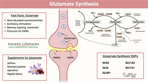 Glutamate Synthesis Transport And Supplement Interactions