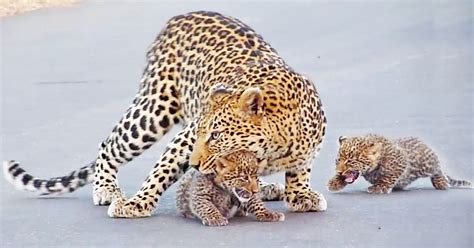 Leopard Cubs