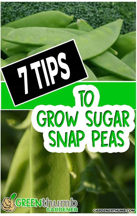 Growing Sugar Snap Peas Tips For Healthy Plants Green Thumb Gardener
