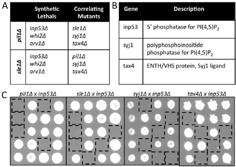 Genetic Interactions Identified By Synthetic Genetic Array Screens A Genetic Interactions Identified By Synthetic Genetic Array Screens A