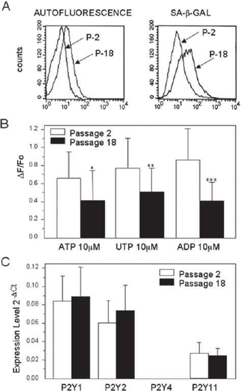 Effect Of Replicative Senescence On P2y Receptor Expression And Download Scientific Diagram