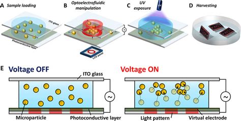 Fabrication Of On Demand Hydrogel Sheets Using An Optoelectrofluidic Download Scientific