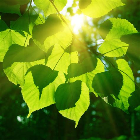 Лист липы (Много фото) - treepics.ru