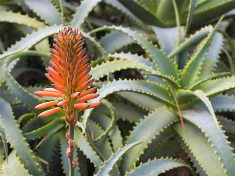 Aloe Plant Flower