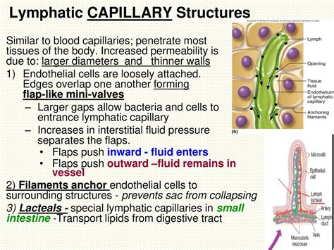 The Lymphatic System And Immunity Ppt Download