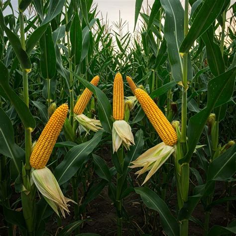 Dry Maize High In Protein At ₹ 14kg In Katihar Id 2855833055273