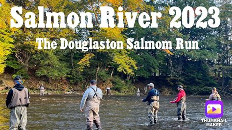 Salmon River 2023 The Douglaston Salmon Run Youtube