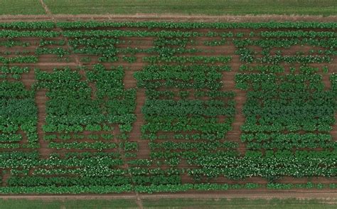 Research Potato Breeding And Genetics