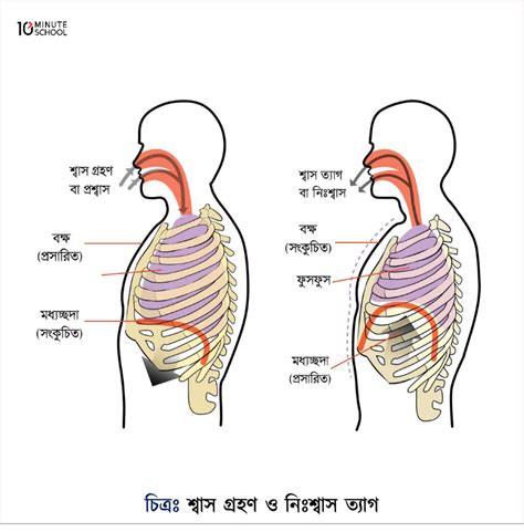Gas Exchange গযসয বনময 10 Minute babe Notes Guides