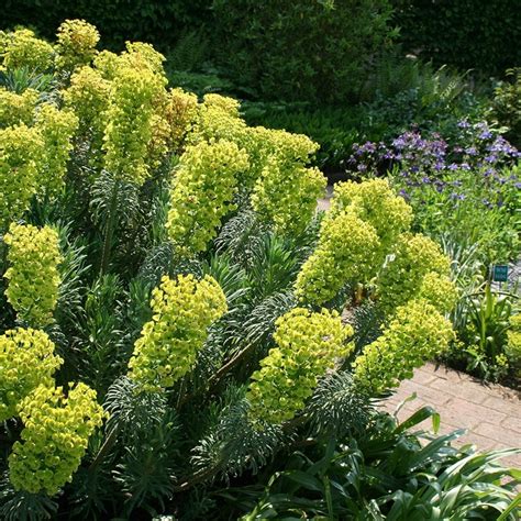 Buy Spurge Euphorbia Characias Subsp Wulfenii £18 99 Delivery By Crocus