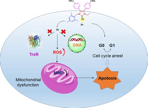 Synthesis And In Vitro Anticancer Activities Of Selenium Nheterocyclic Carbene Compounds