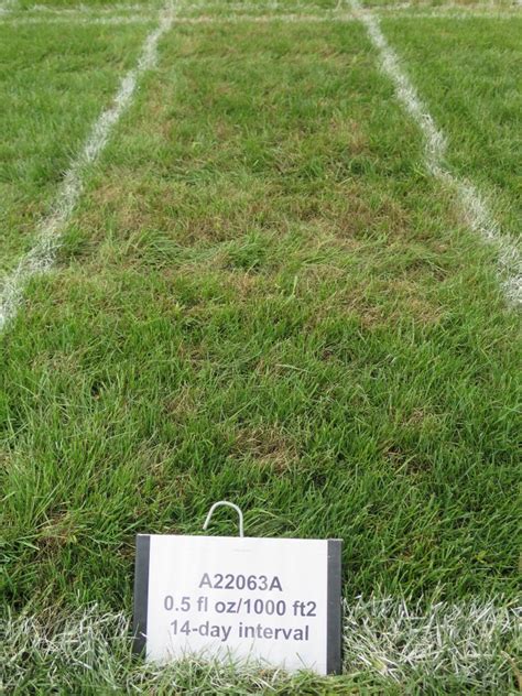 Summer 2017 Pythium Blight Turfgrass Diagnostic Lab