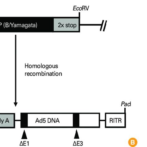 Construction Of Replication Defective Adenoviruses Expressing