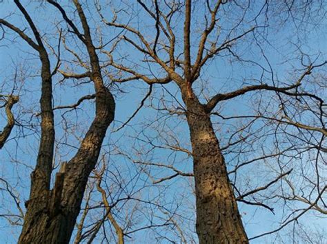 Mapping Trees Sustaining Tree