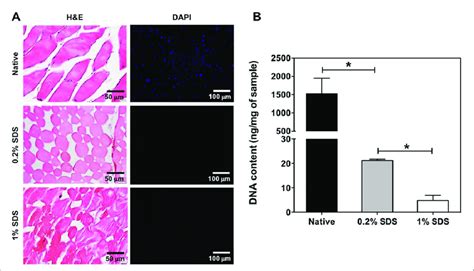 A Hande And Dapi Staining Of Native Skeletal Muscle Decellularized Download Scientific Diagram