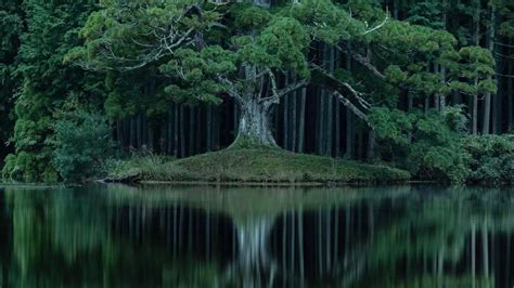 Reflection Julia Spies Cosmos