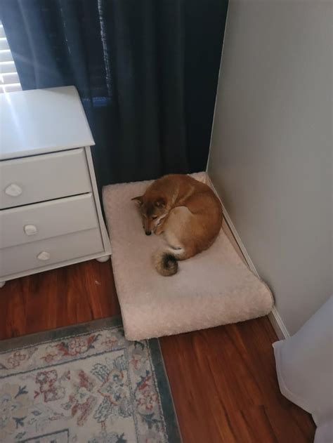 Dio The Shibble R Shiba