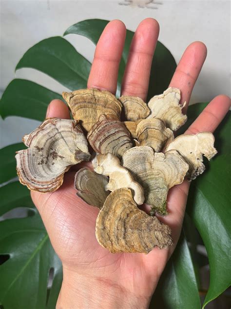 75 Preserved Bracket Polypore Fungi Pieces Etsy