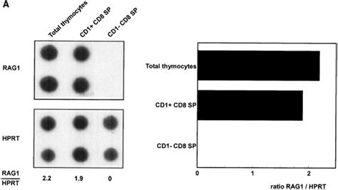 Rag 1 Expression Of Total Unseparated Thymocytes And Cd1a⁻ And Cd1a⁺ Download Scientific