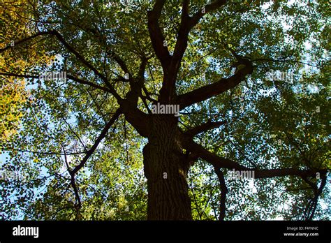 Spreading Crown Of A Tree In The Woods Stock Photo Alamy